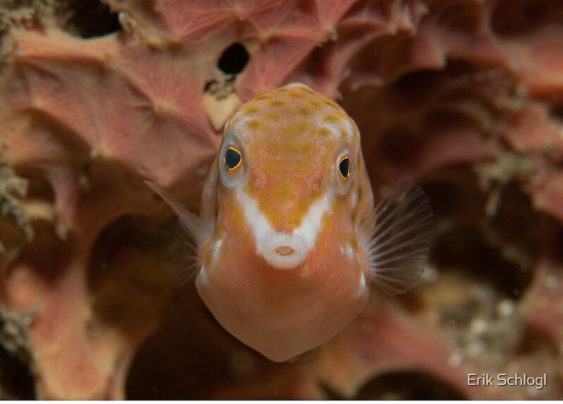 "Eastern Smooth Boxfish, Sydney Harbour" by Erik Schlogl | Redbubble