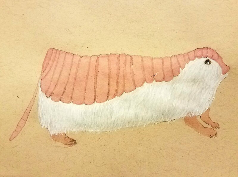 "Pink pixie armadillo " by kay-lindsey | Redbubble