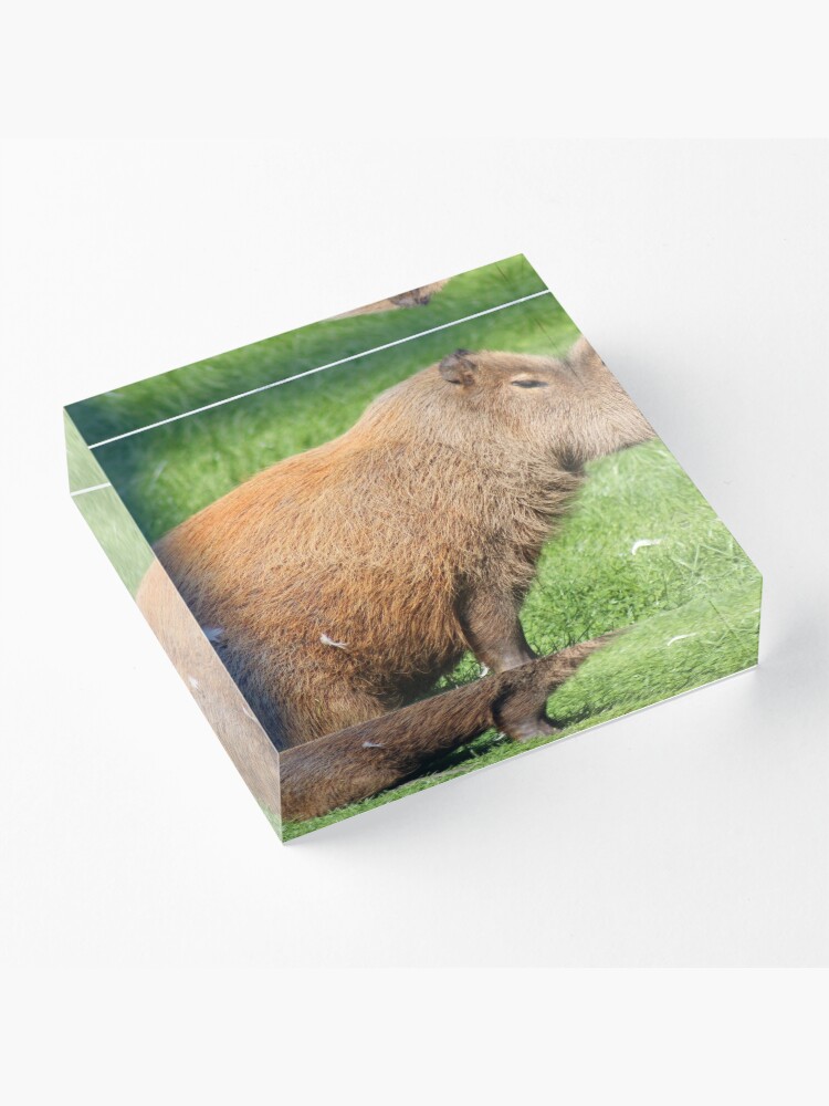 "Capybara." Acrylic Block for Sale by kenmay | Redbubble