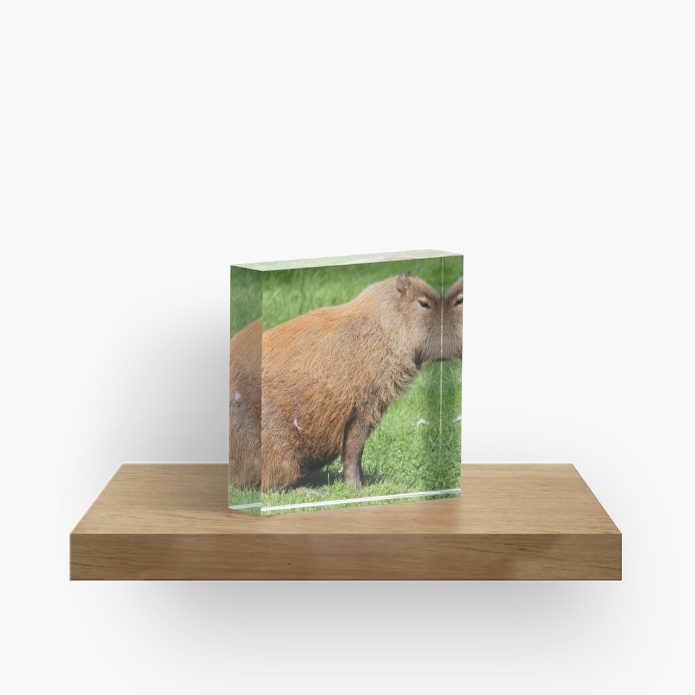 "Capybara." Acrylic Block for Sale by kenmay | Redbubble