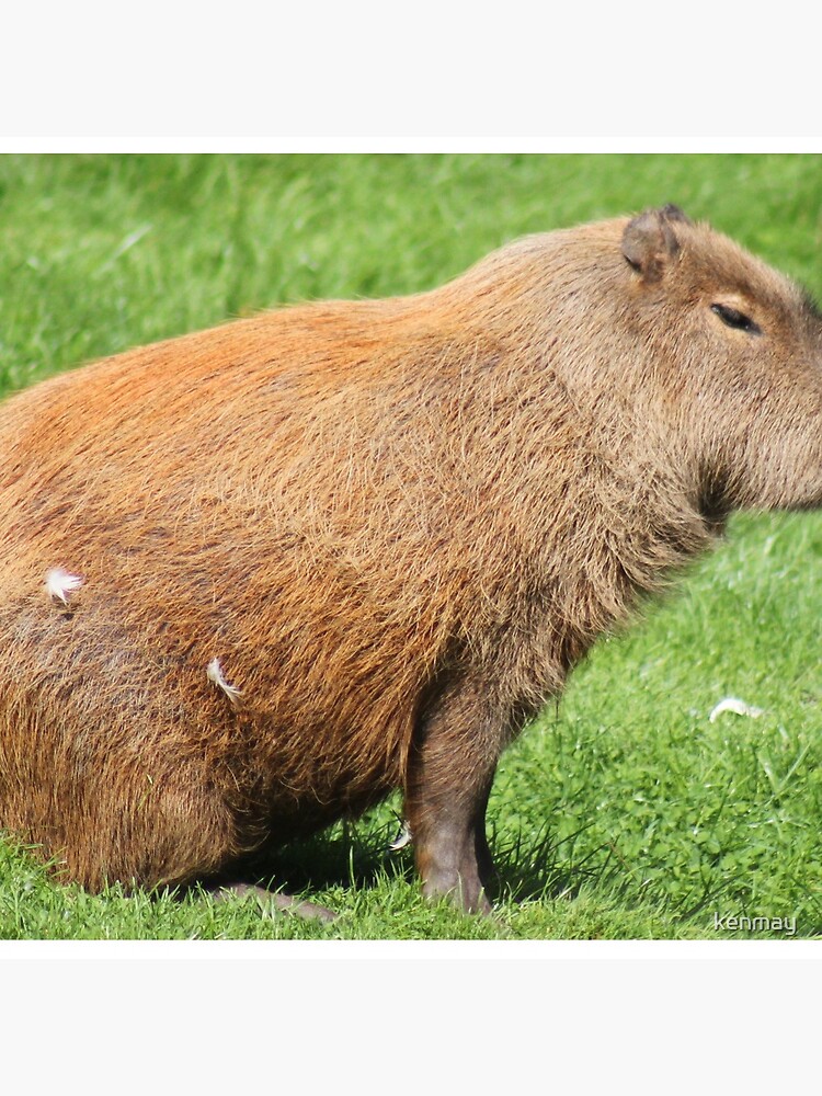 "Capybara." Acrylic Block for Sale by kenmay | Redbubble