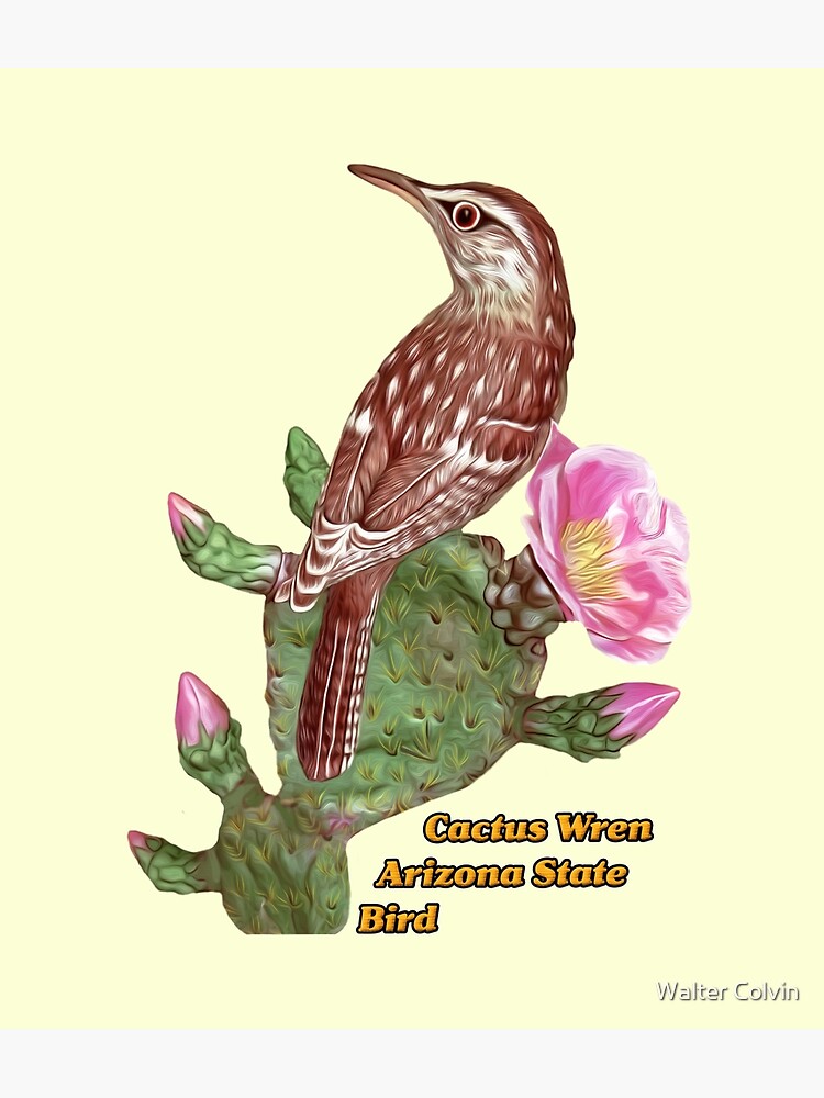 "Cactus Wren Arizona State bird" Poster for Sale by Skyviper | Redbubble