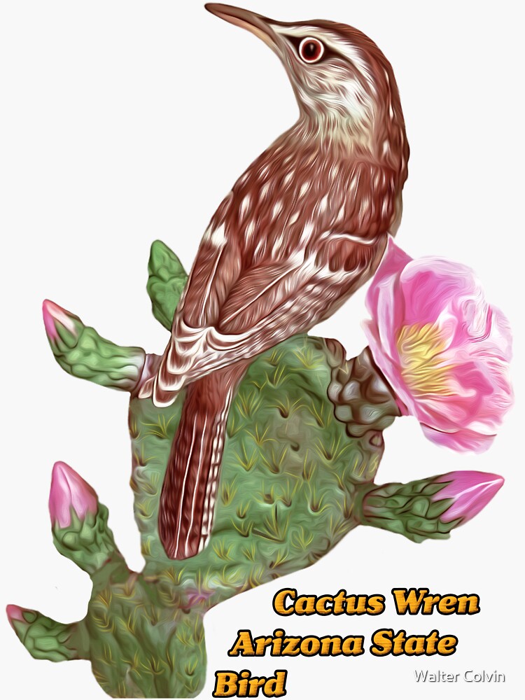"Cactus Wren Arizona State bird" Sticker for Sale by Skyviper | Redbubble