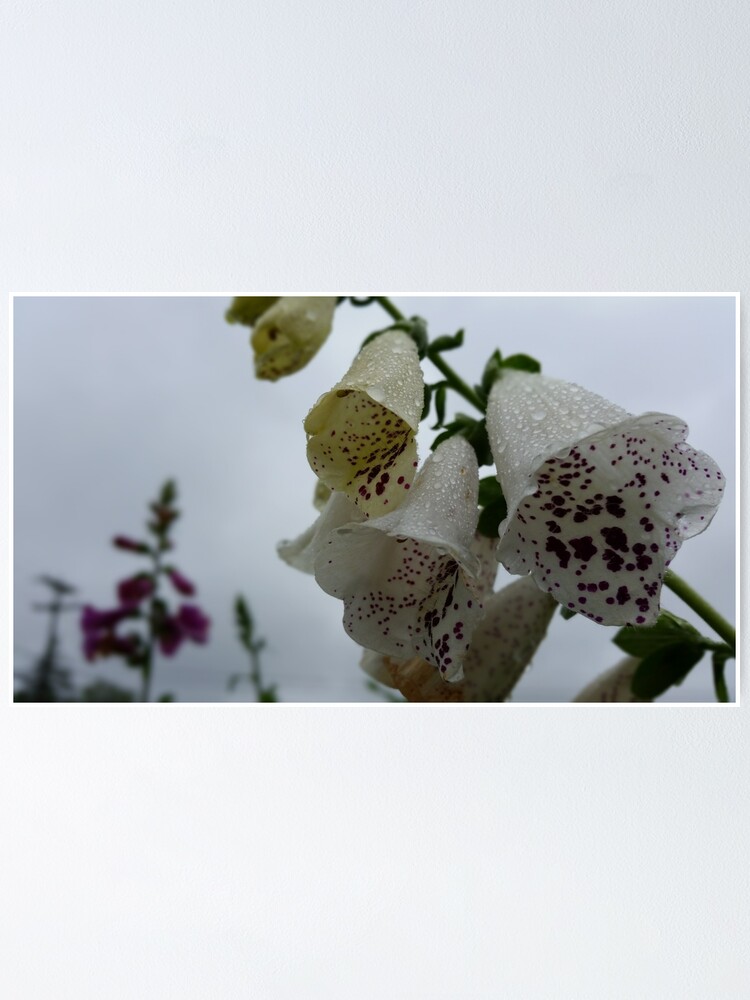 "Foxglove" Poster by KatastropheArt | Redbubble