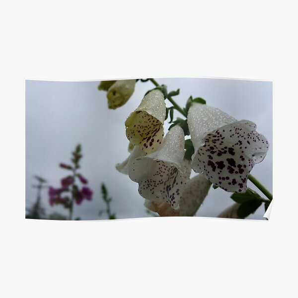 "Foxglove" Poster by KatastropheArt | Redbubble
