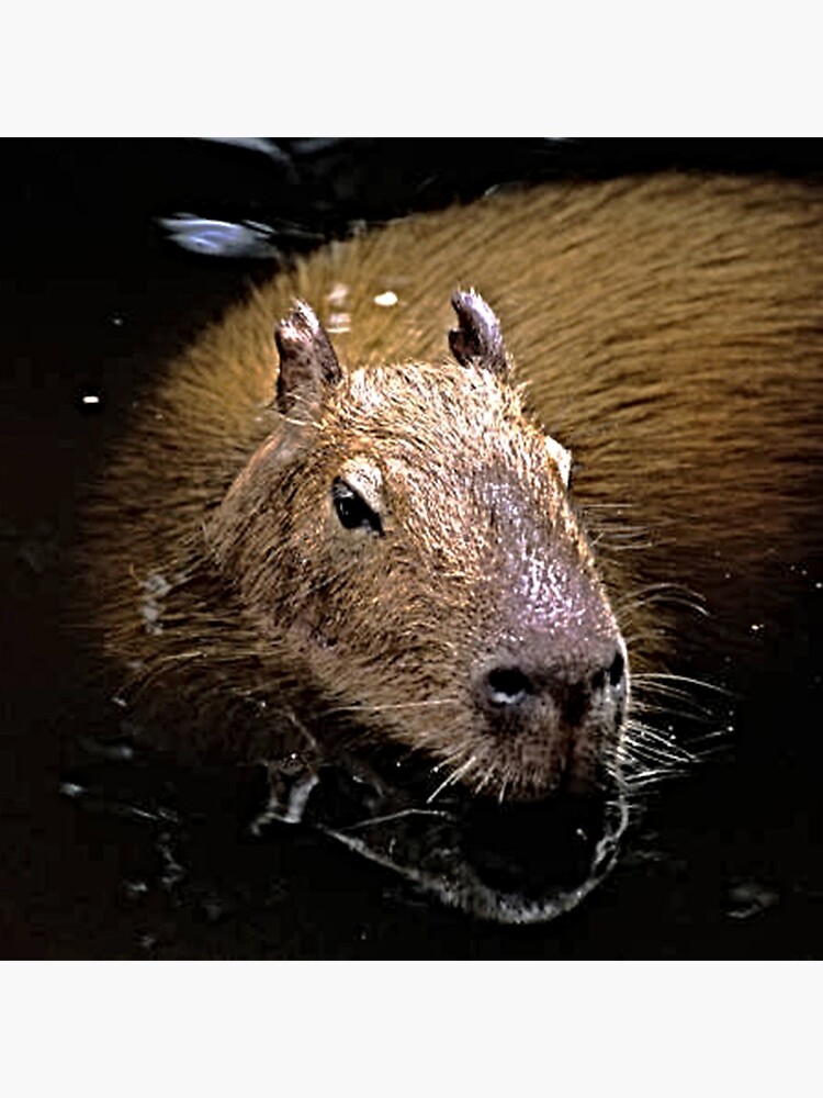 "Lucky capybara" Poster for Sale by MrCapy | Redbubble