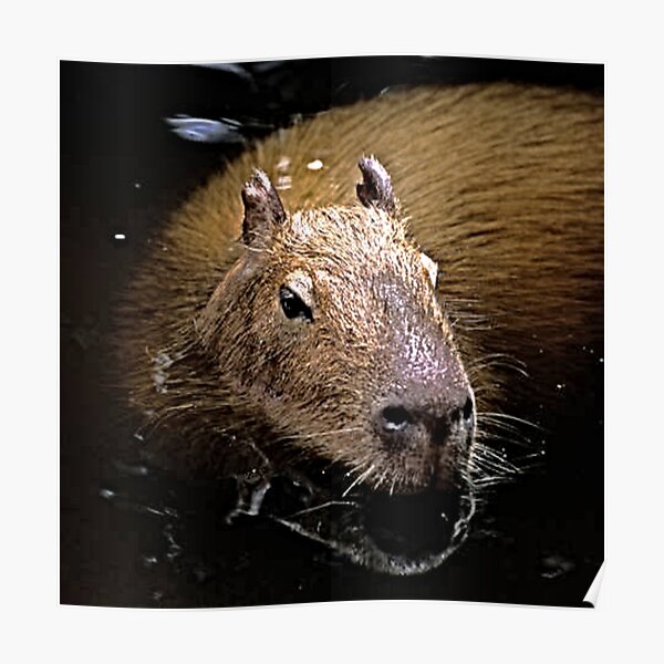 "Lucky capybara" Poster for Sale by MrCapy | Redbubble