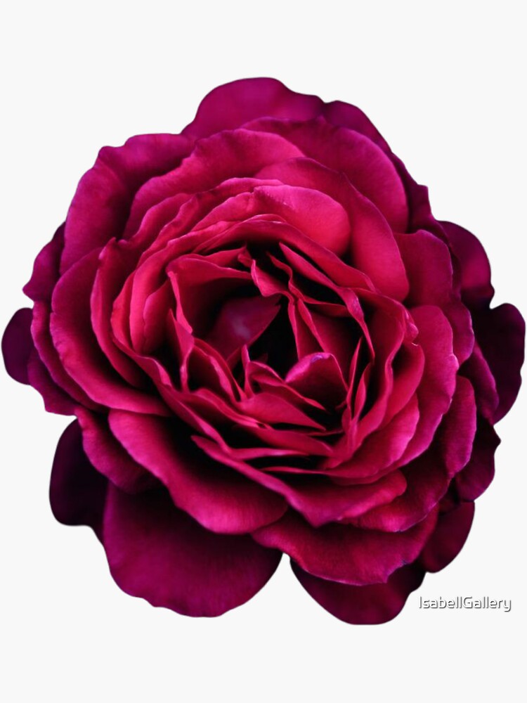 "Queen Purple Rose " Sticker for Sale by IsabellGallery | Redbubble