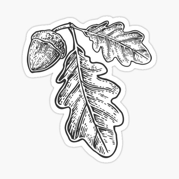 "acorn oak leaf" Sticker for Sale by inspirazon | Redbubble