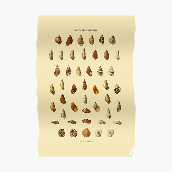 "Vintage Mollusks and Seashells Illustration" Poster for Sale by ...