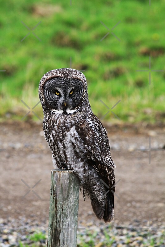 "The Scowl" by Alyce Taylor | Redbubble