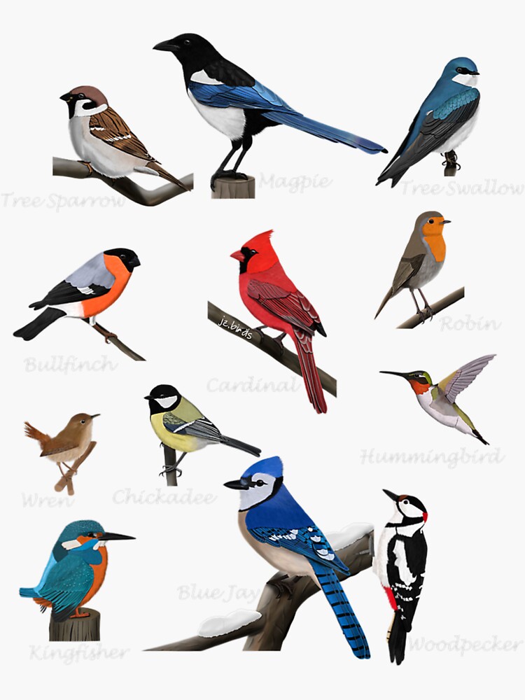 "Garden Birds Cardinal Blue Jay Hummingbird Robin Wren Finch" Sticker ...
