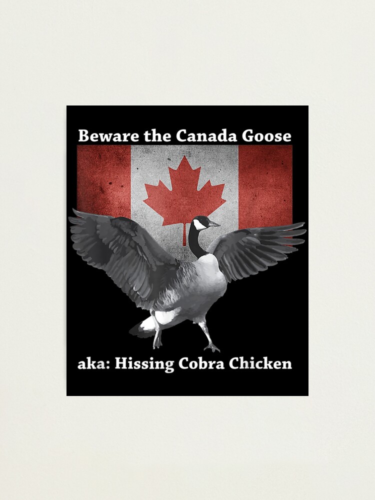 "Beware The Hissing Cobra Chicken Aka Canadian Goose" Photographic ...