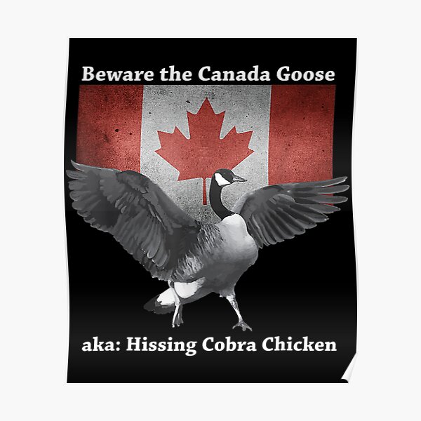 "Beware The Hissing Cobra Chicken Aka Canadian Goose" Poster for Sale ...