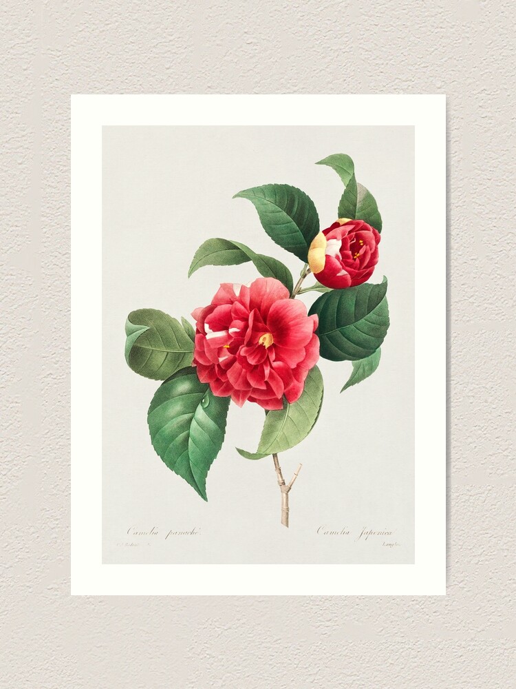" Red rose botanical illustration | vintage rose botanical | vintage ...