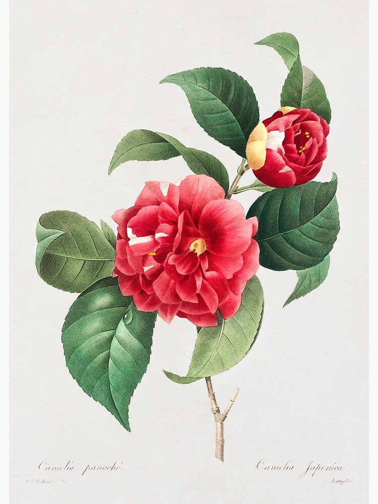 " Red rose botanical illustration | vintage rose botanical | vintage ...