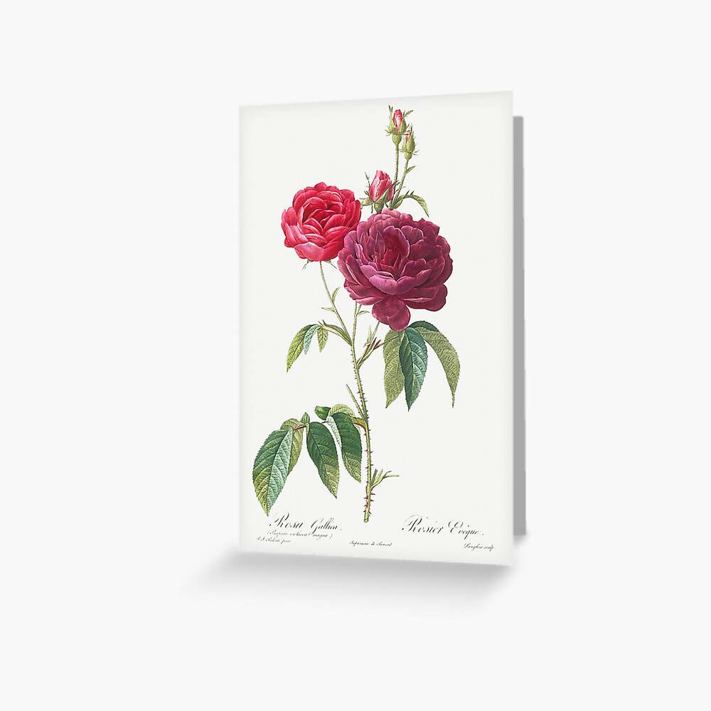 "red rose botanical illustration | vintage rose botanical | vintage ...