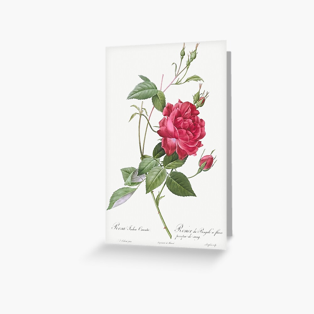 "red rose botanical illustration | vintage rose botanical | vintage ...