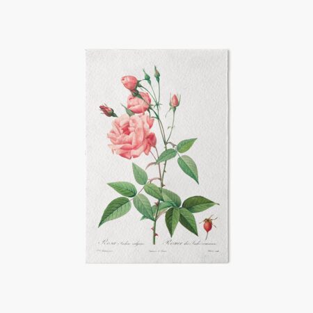 "red rose botanical illustration | vintage rose botanical | vintage ...