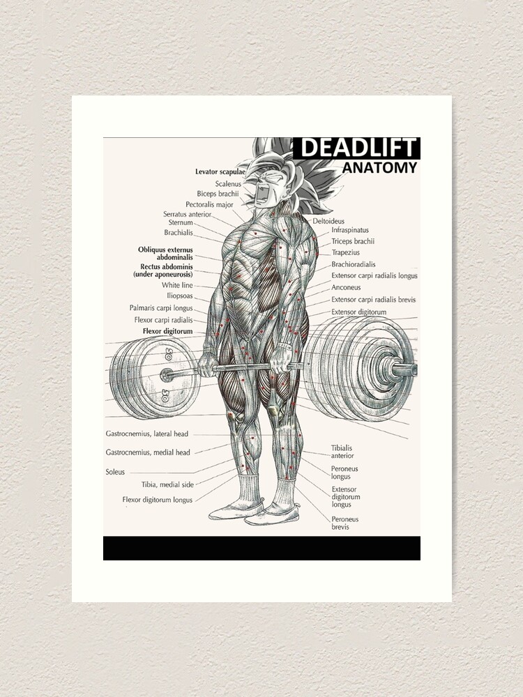 "Deadlift Muscle Chart - Anatomy Diagram - Anime Gym Motivationa" Art ...