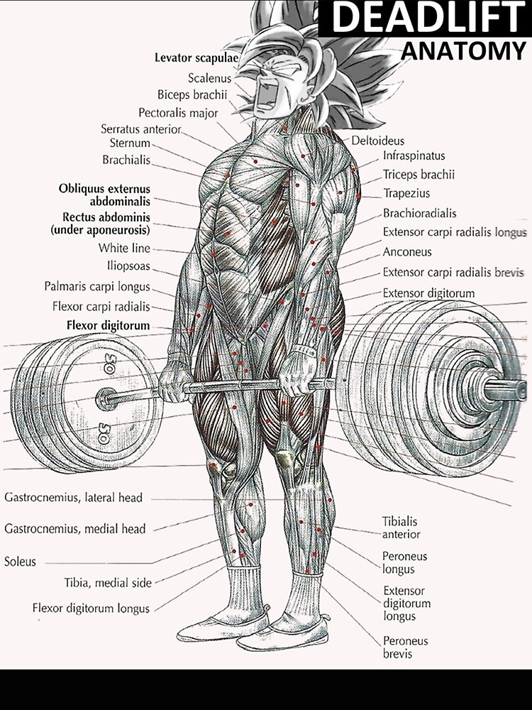 "Deadlift Muscle Chart - Anatomy Diagram - Anime Gym Motivationa" Art ...