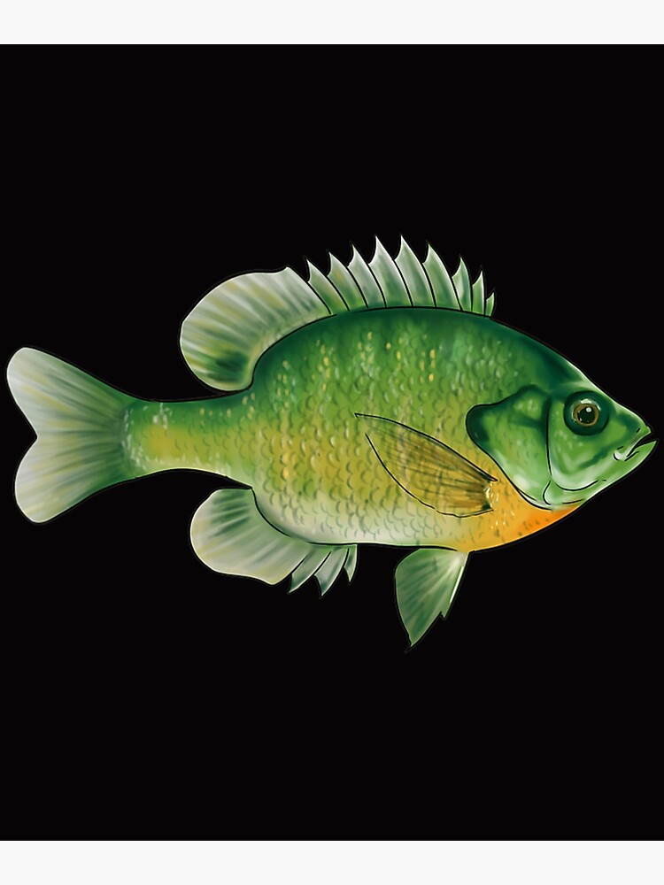 "Bluegill Fishing Illustration Bream Freshwater Fish" Poster for Sale ...
