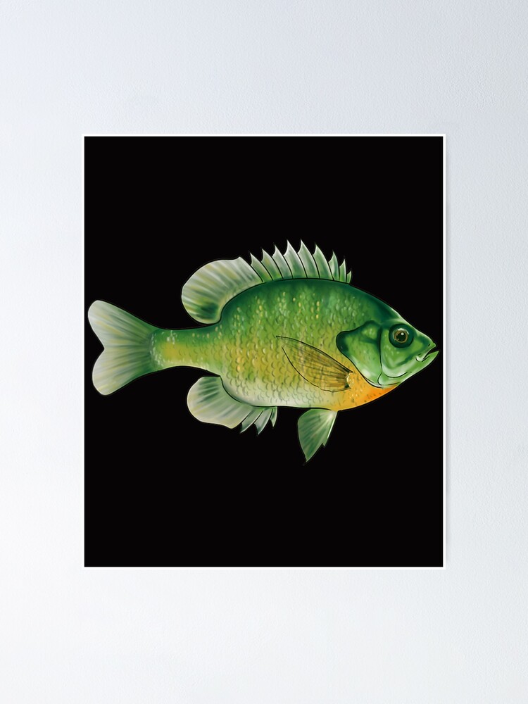 "Bluegill Fishing Illustration Bream Freshwater Fish" Poster for Sale ...