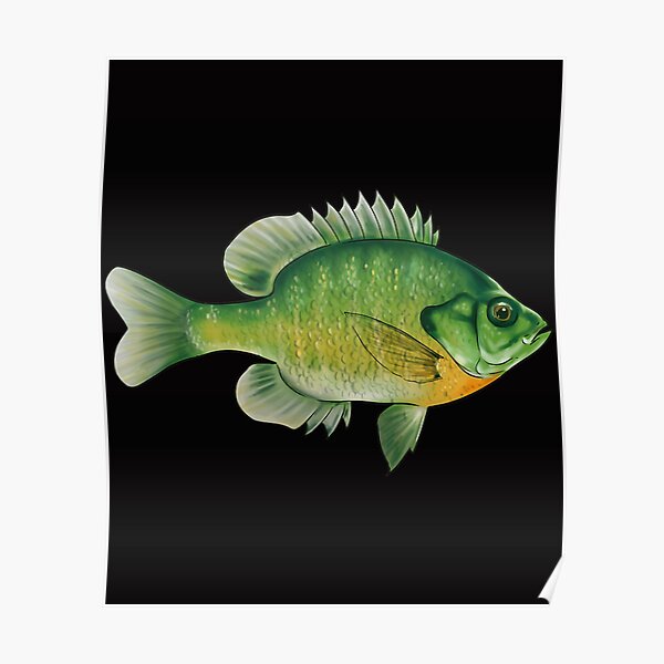 "Bluegill Fishing Illustration Bream Freshwater Fish" Poster for Sale ...