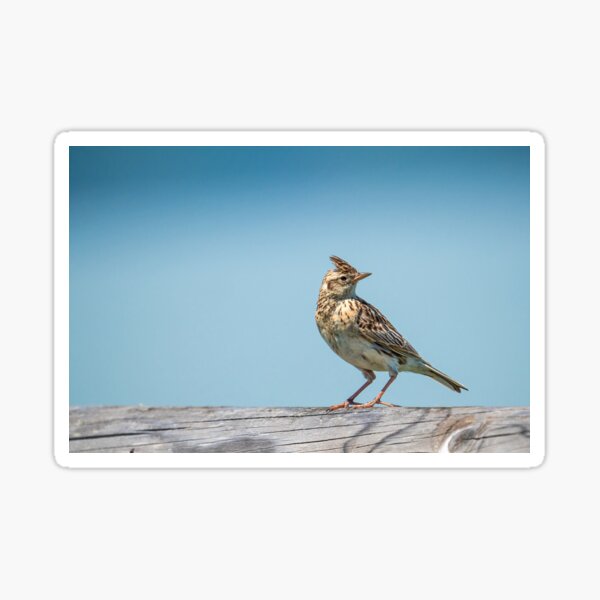 "LARK" Sticker for Sale by BE-FOCUS | Redbubble
