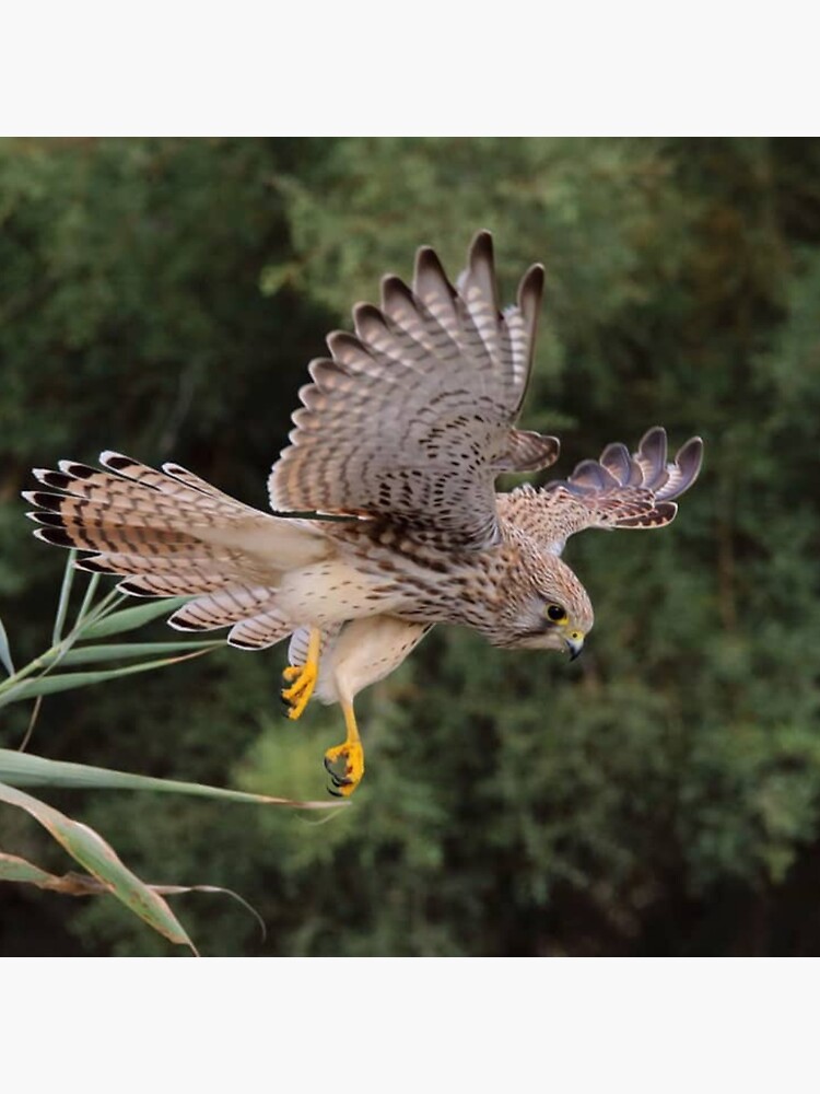 "Common kestrel attack" Sticker for Sale by Alexandrezorro | Redbubble