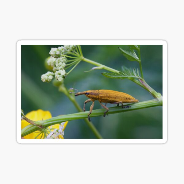 "WEEVIL" Sticker for Sale by BE-FOCUS | Redbubble