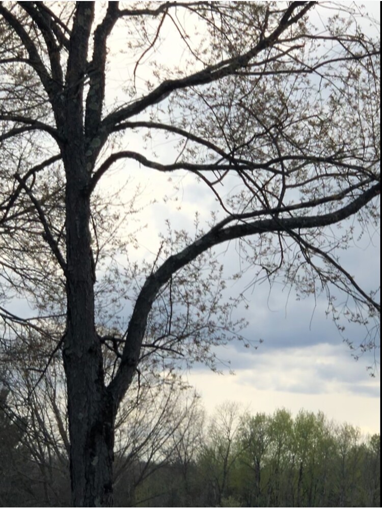 "Bending branch" Sticker for Sale by goddessgifts | Redbubble