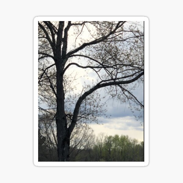 "Bending branch" Sticker for Sale by goddessgifts | Redbubble