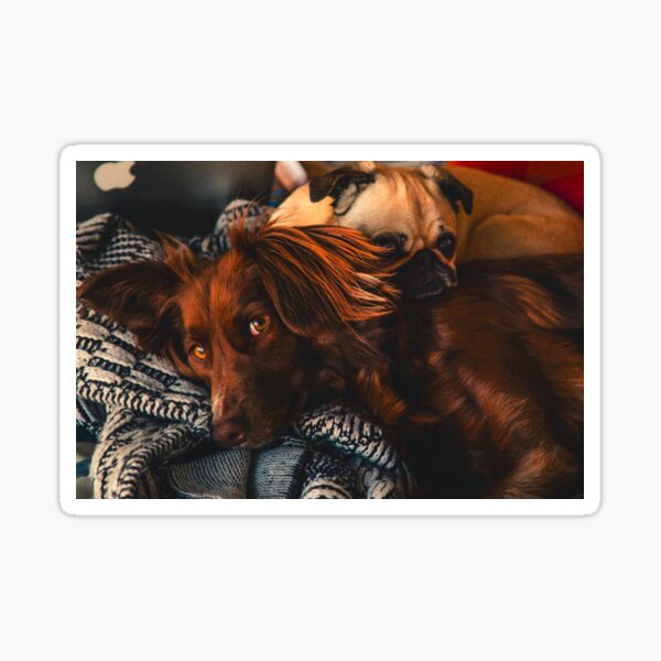 "Two dogs cuddling" Sticker for Sale by Bouchra-Shop93 | Redbubble