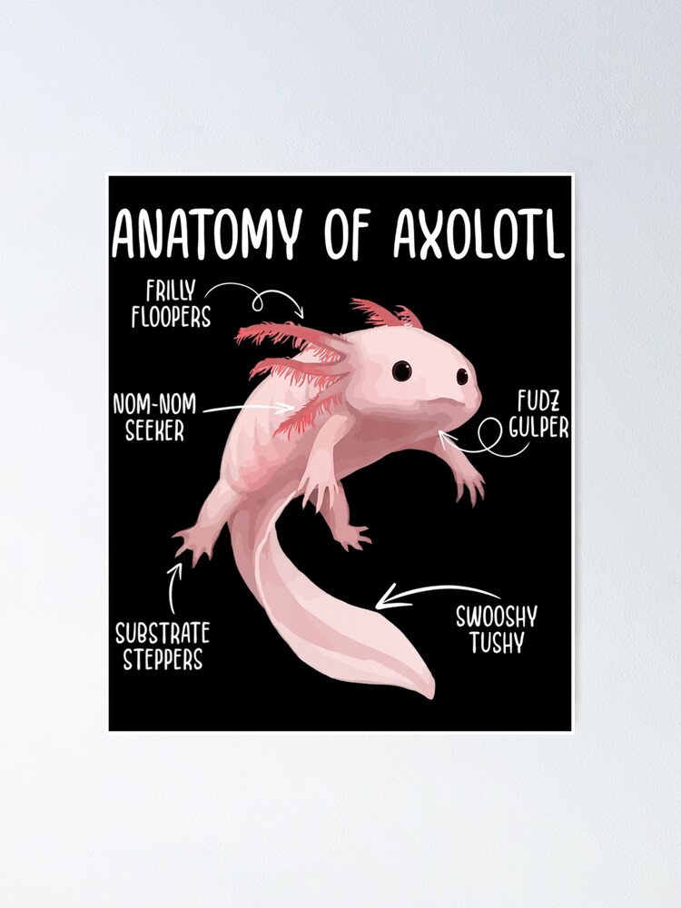 "Anatomy Of Axolotl S Aquarium Pet Animal" Poster for Sale by KhakKhuna ...