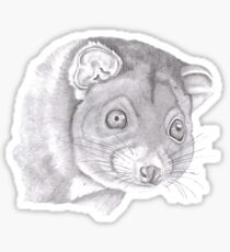 Possum: Stickers | Redbubble