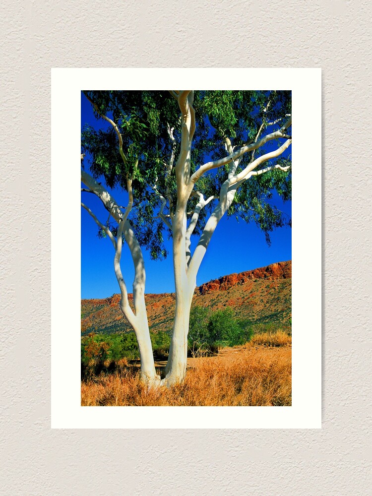 "0540 Ghost Gum - Alice Springs" Art Print for Sale by HansKawitzki ...