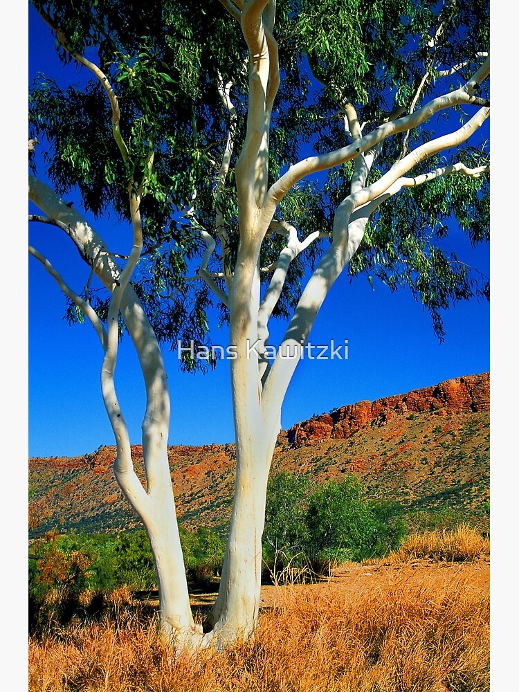 "0540 Ghost Gum - Alice Springs" Art Print for Sale by HansKawitzki ...