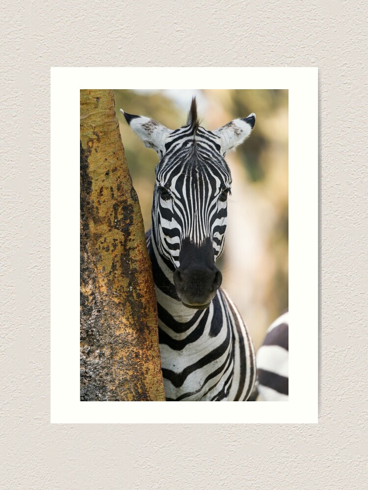 "Plains Zebra Hiding Behind Tree Photo" Art Print for Sale by ...