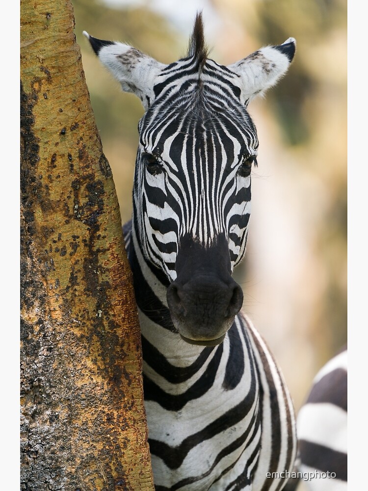 "Plains Zebra Hiding Behind Tree Photo" Art Print for Sale by ...