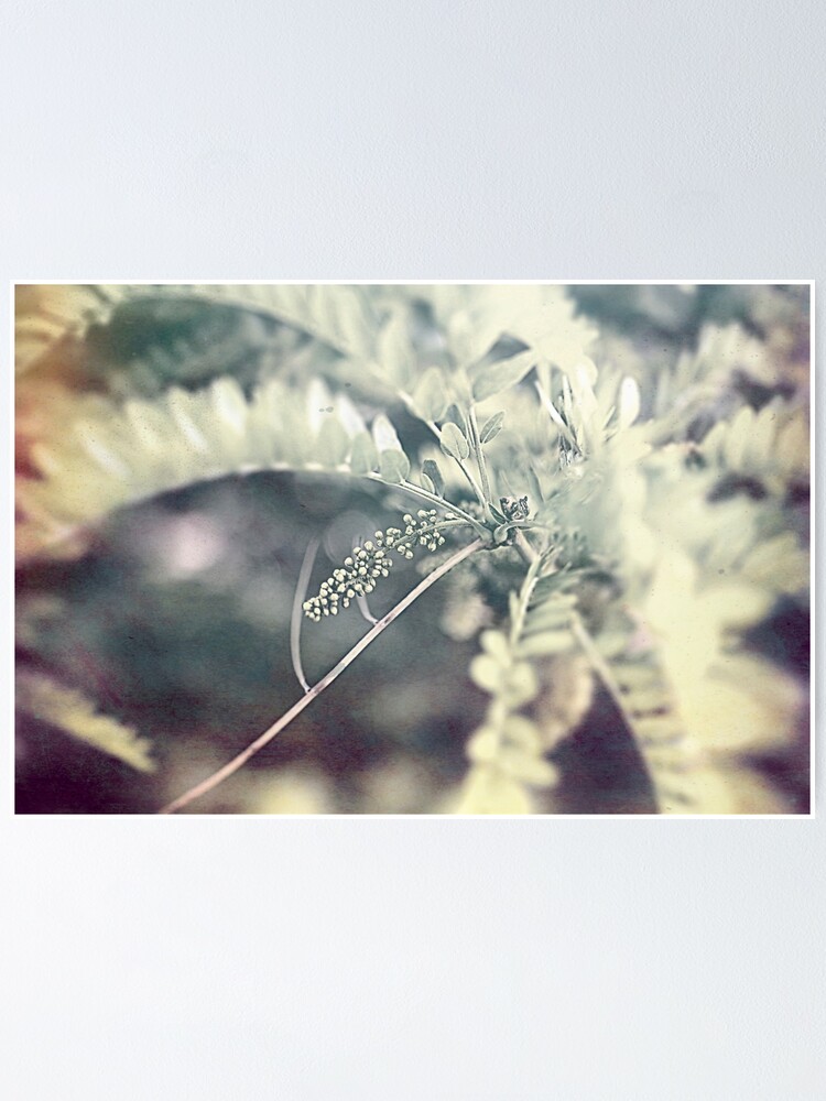 "Black Locust Tree Seeds Nature Photography" Poster for Sale by art64 ...