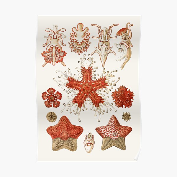 "Starfish Chart Illustration" Poster by fineearth | Redbubble