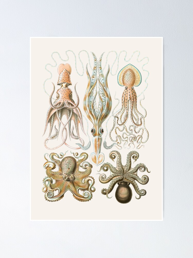 "Vintage Octopus Illustration" Poster by fineearth | Redbubble