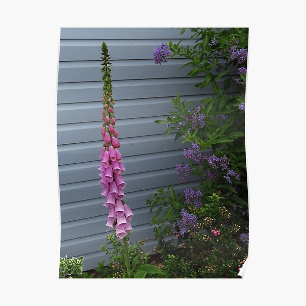 "Foxglove and Potato Vine" Poster for Sale by wiggyofipswich | Redbubble