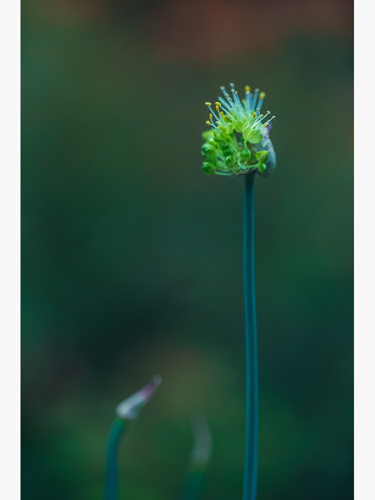 "And then his head exploded" Sticker for Sale by alanshapiro | Redbubble