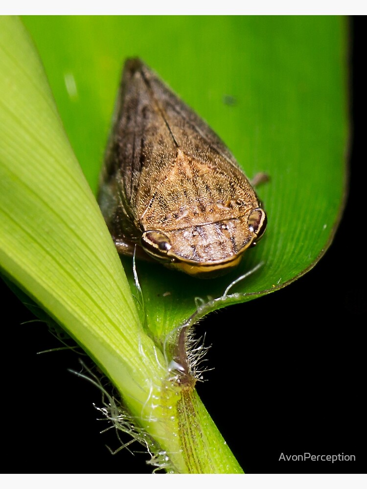 "Unique and organic photo of a planthopper" Poster for Sale by ...