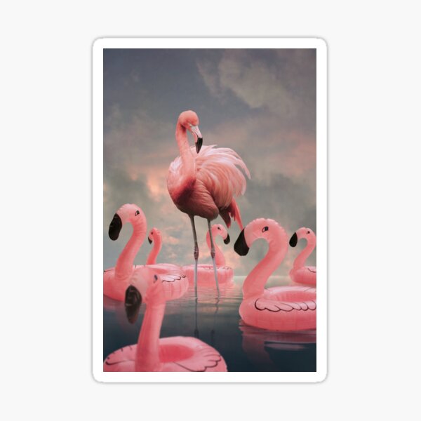 "'Imposters' - Cuban Flamingo Surrounded by Flamingo Floaties" Sticker ...