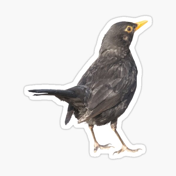 "Blackbird Vector Art" Sticker for Sale by taiche | Redbubble