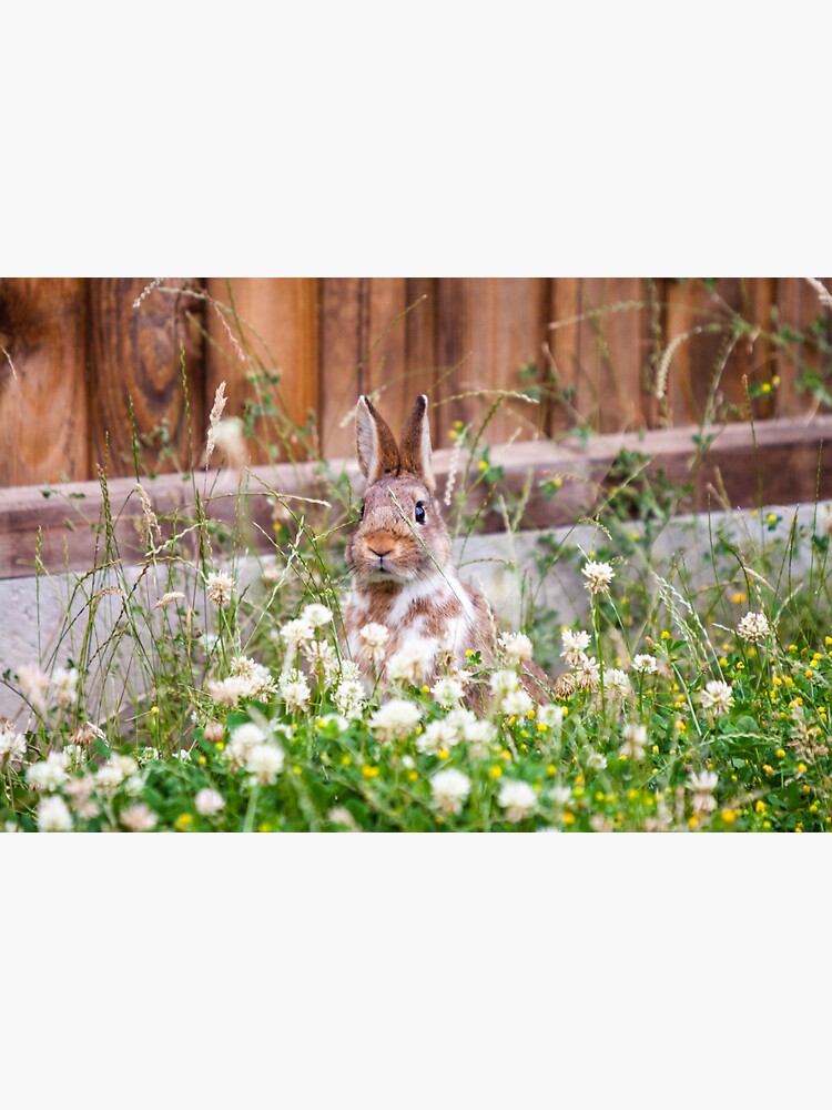 "milo the rabbit" Sticker for Sale by bunnybobs | Redbubble