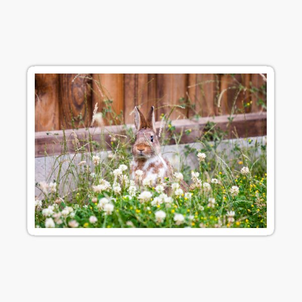 "milo the rabbit" Sticker for Sale by bunnybobs | Redbubble